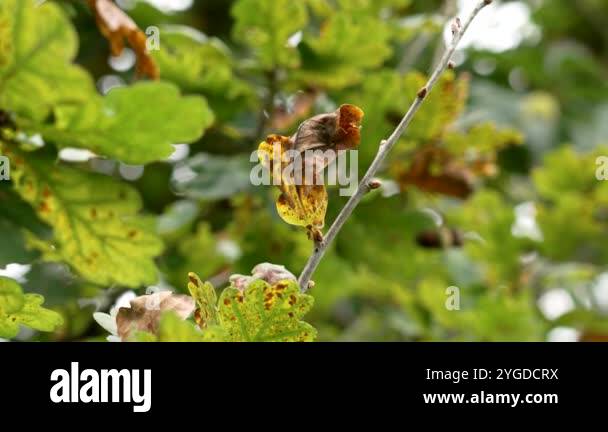 Withered oak leaf Stock Videos & Footage - HD and 4K Video Clips - Alamy