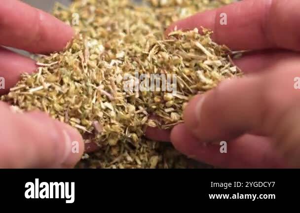 Hands mixing dried yarrow herb (Achillea millefolium), a traditional ...