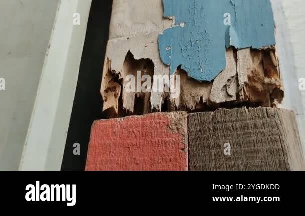 porous wood. this is because the wood is eaten by termites (Isoptera ...