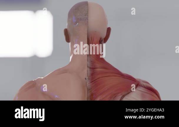 Back anatomy Stock Videos & Footage - HD and 4K Video Clips - Alamy