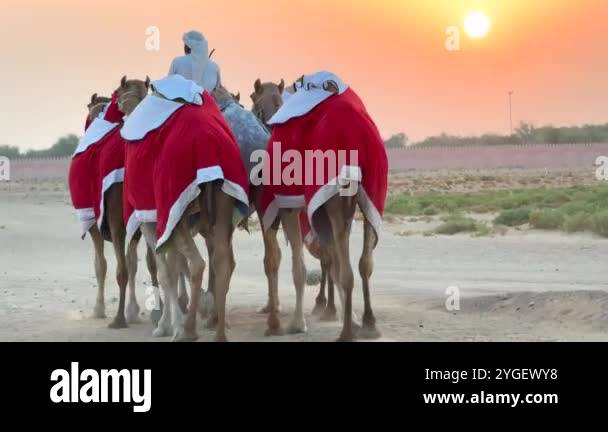 Red sun camels Stock Videos & Footage - HD and 4K Video Clips - Alamy
