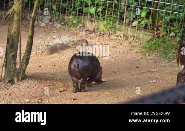 Mother baby pygmy hippopotamus Stock Videos & Footage - HD and 4K Video ...