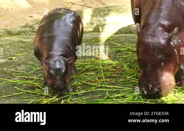 A baby hippopotamus near mother in Thailand. Moo Deng, bouncy pig is a ...
