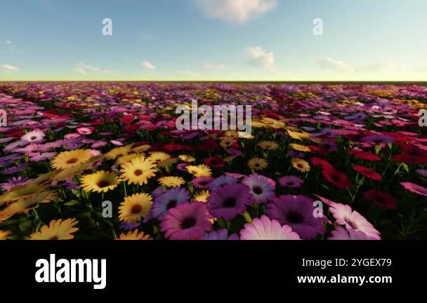 Sunset Flower Field 3d animation Stock Video Footage - Alamy