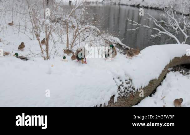 The video captures ducks on snow, happily nibbling on bits of bread ...