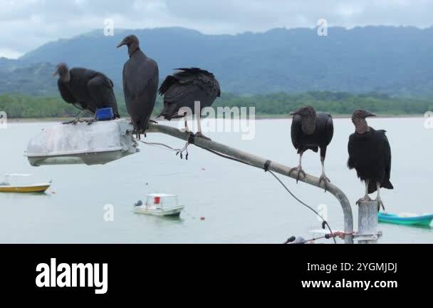 Witness the majestic Black Vultures soaring over Costa Ricas diverse ...