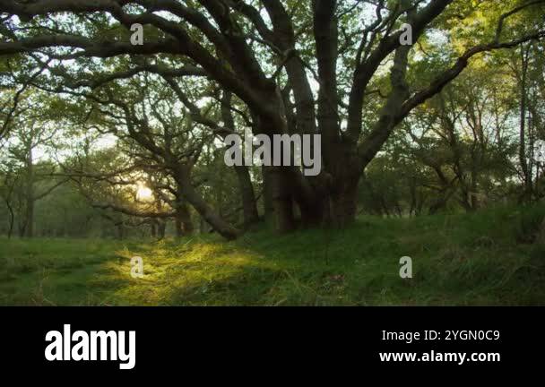 The First Rays of Sunlight Penetrate the Forest Canopy, Lighting Up the ...