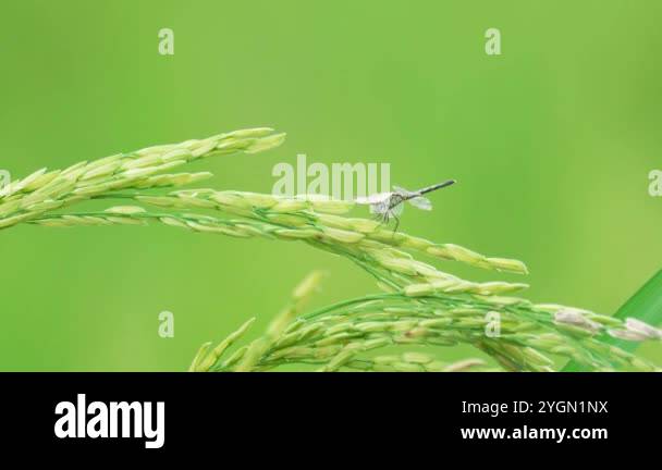 Panicle rice plant Stock Videos & Footage - HD and 4K Video Clips - Alamy