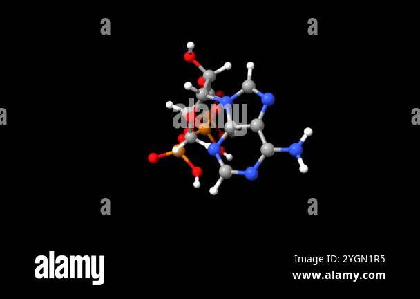 Structure Of Adenosine Triphosphate Animated 3d Ball And Stick And Space Filled Models Black