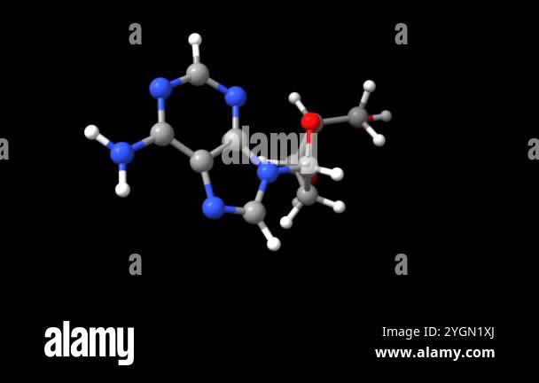Structure of a deoxyribonucleoside deoxyadenosine. Animated 3D ball-and ...