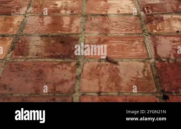 Rustic floor tile Stock Videos & Footage - HD and 4K Video Clips - Alamy