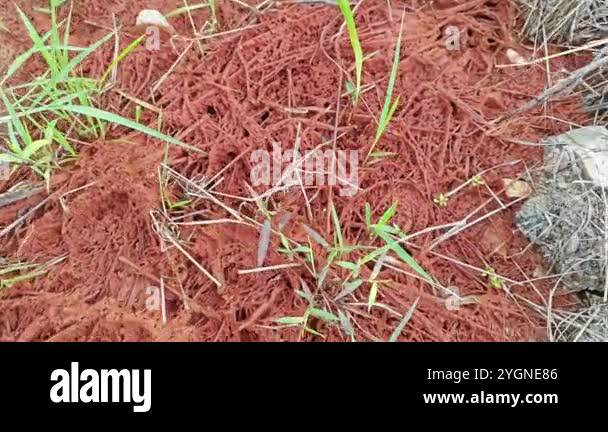 Drying up puddle Stock Videos & Footage - HD and 4K Video Clips - Alamy