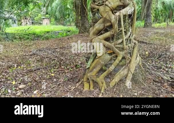 Strangler tree Stock Videos & Footage - HD and 4K Video Clips - Alamy