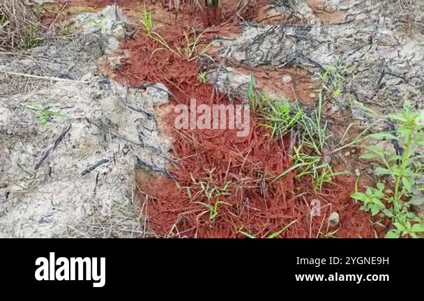 brown or reddish rusty-colored stains on the drying up puddle soil ...
