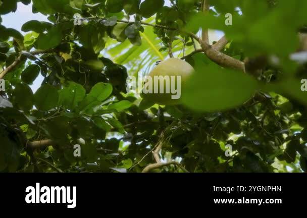 A close-up shot features a pomelo tree with a single large green pomelo ...