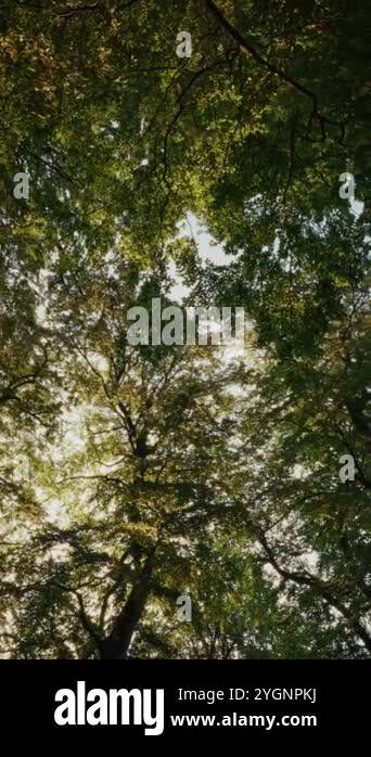 A low-angle vertical shot captures a forest scene with the camera ...