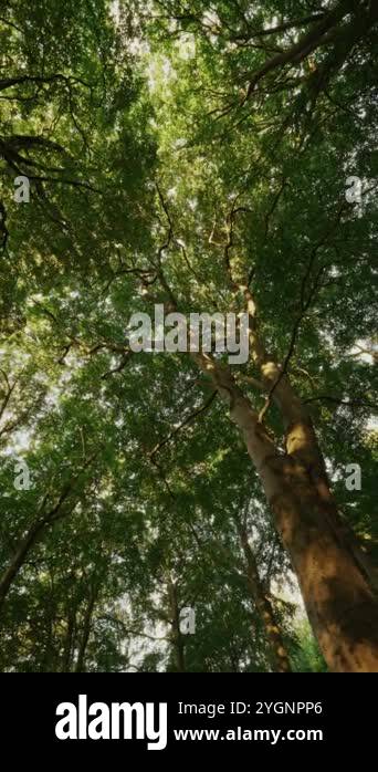 A majestic tree is captured from a low, rotating angle, with its ...