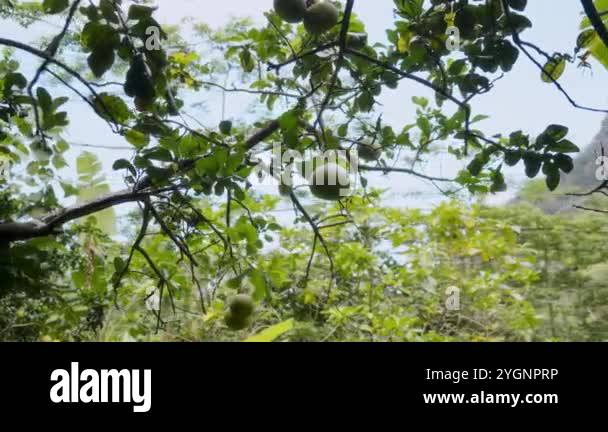 Pomelo tree Stock Videos & Footage - HD and 4K Video Clips - Alamy