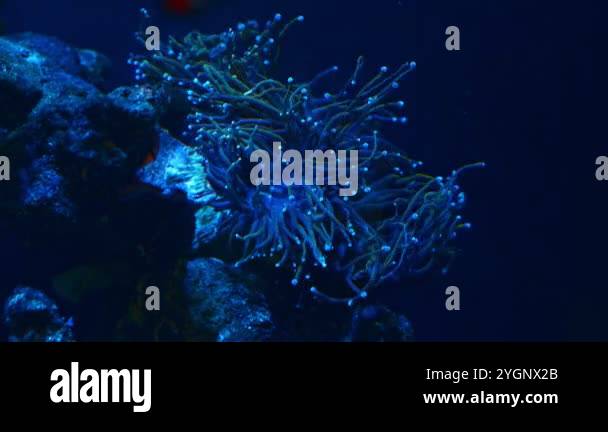 blue trumpet coral polyp move fluorescent tentacle, open mouth, soft ...