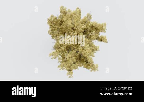 tree top view plant landscape architecture nature garden aerial render ...