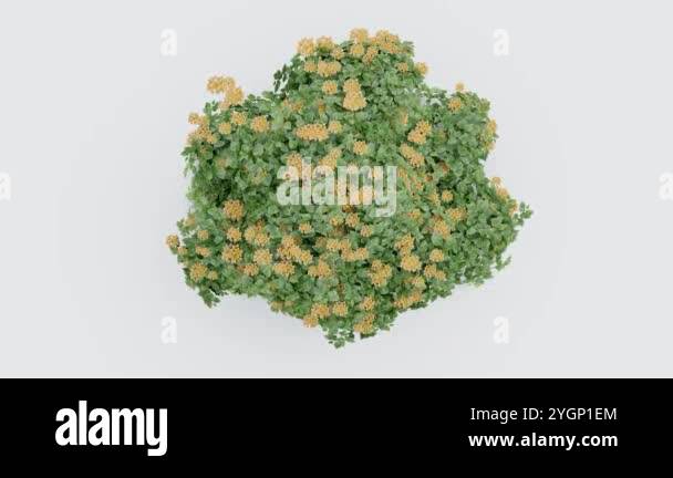 tree top view plant landscape architecture nature garden aerial render ...