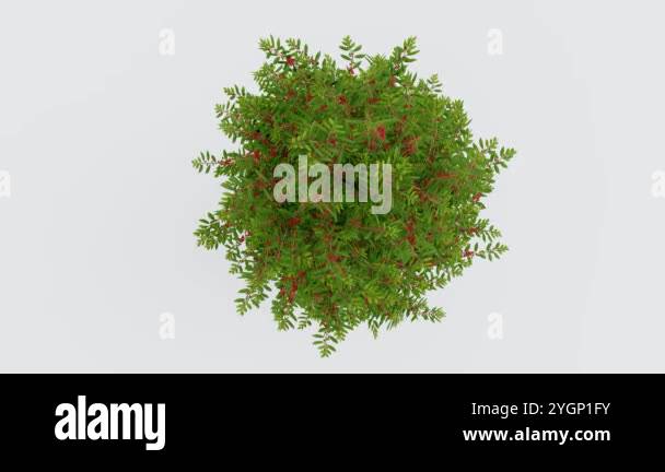 tree top view plant landscape architecture nature garden aerial render ...
