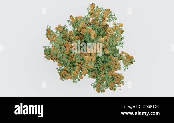 tree top view plant landscape architecture nature garden aerial render ...