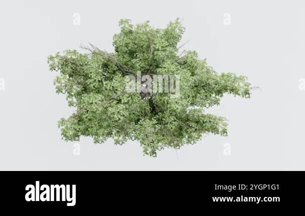 tree top view plant landscape architecture nature garden aerial render ...