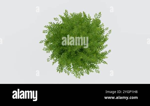 tree top view plant landscape architecture nature garden aerial render ...