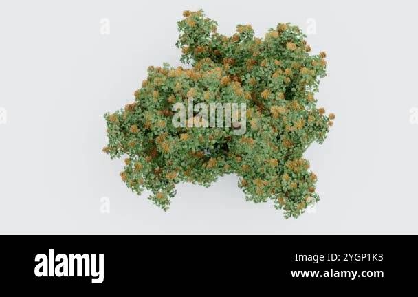 tree top view plant landscape architecture nature garden aerial render ...