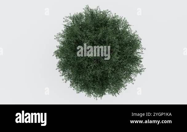 tree top view plant landscape architecture nature garden aerial render ...