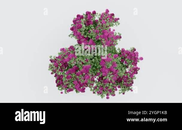 tree top view plant landscape architecture nature garden aerial render ...
