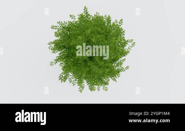 tree top view plant landscape architecture nature garden aerial render ...