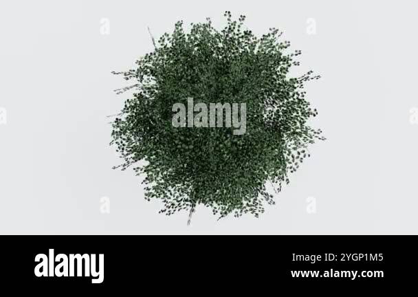 tree top view plant landscape architecture nature garden aerial render ...