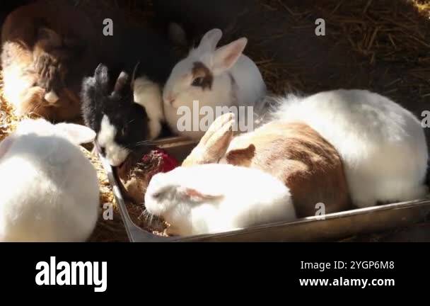 Cute fluffy rabbits in the aviary. Top view of decorative farm rabbit ...