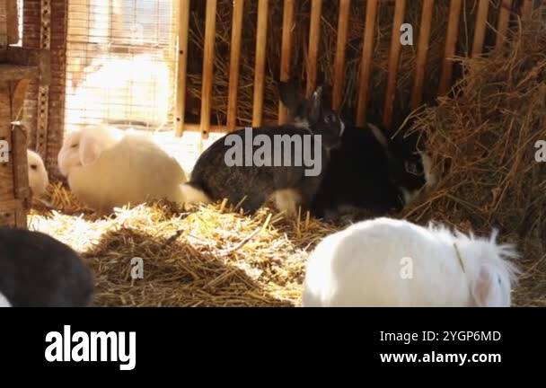 Cute fluffy rabbits in the aviary. Fluffy decorative and farm rabbits ...