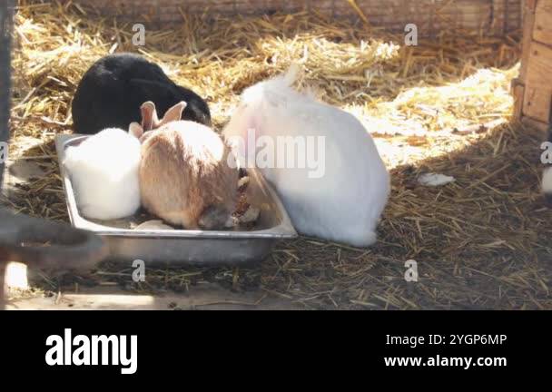Cute fluffy rabbits in the aviary. Decorative farm rabbits are eating ...