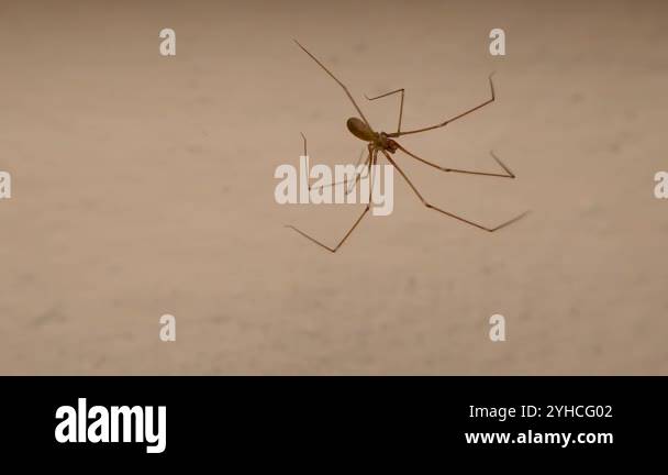 Cellar spider walking on its web isolated on white background. Spider has built its nest in the ...