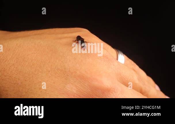 Insect handling Stock Videos & Footage - HD and 4K Video Clips - Alamy