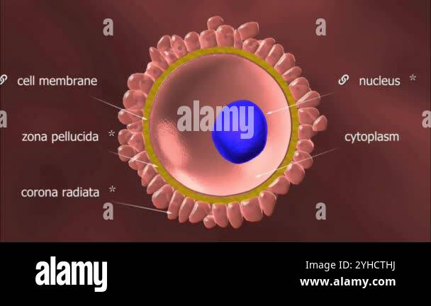 A cross-section of an egg reveals the yolk, surrounded by the vitelline ...