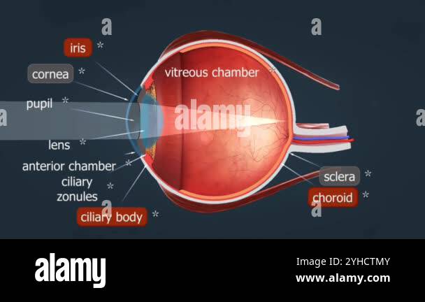 The human eye includes the cornea, lens, iris, retina, and optic nerve ...