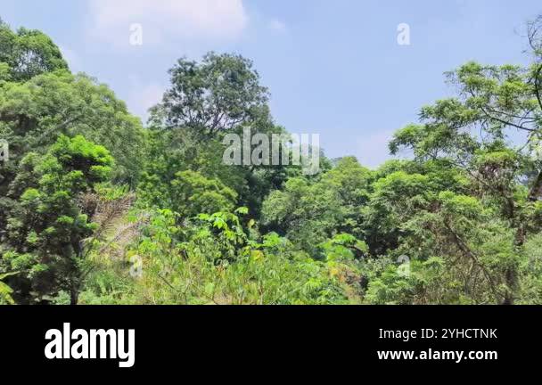 Tropical forests in Asia are still preserved and filled with ...