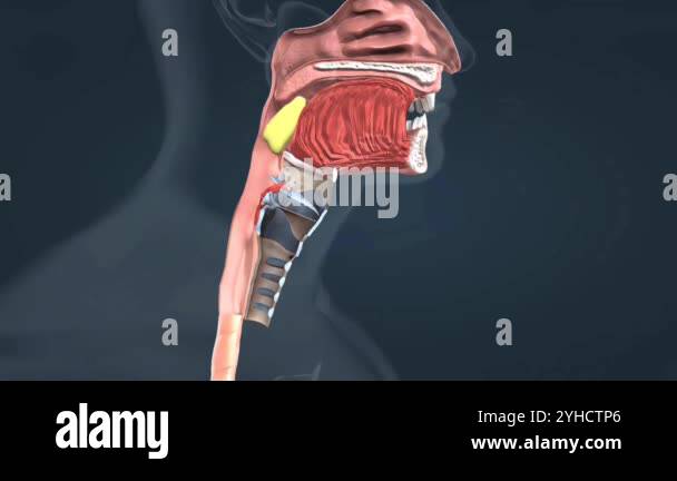 Digestive system throat bolus anatomy Stock Videos & Footage - HD and ...