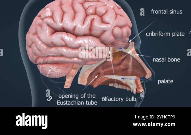 The nose contains olfactory organs that detect airborne molecules ...