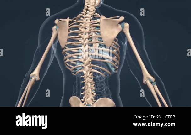 The human male skeleton consists of 206 bones, providing structure and ...