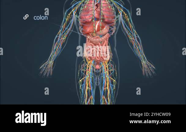 Appendicular artery Stock Videos & Footage - HD and 4K Video Clips - Alamy