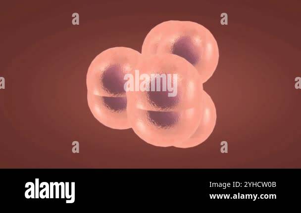 Embryo growth and development Stock Videos & Footage - HD and 4K Video ...