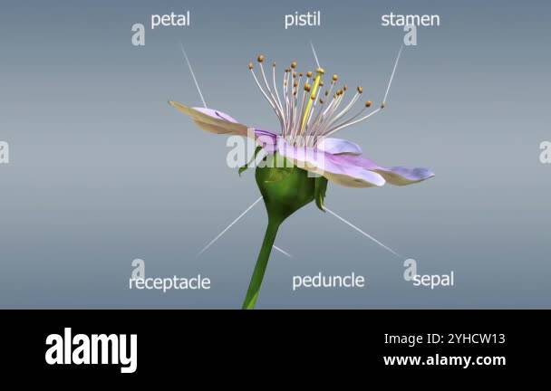 Flower diagram cutaway Stock Videos & Footage - HD and 4K Video Clips ...