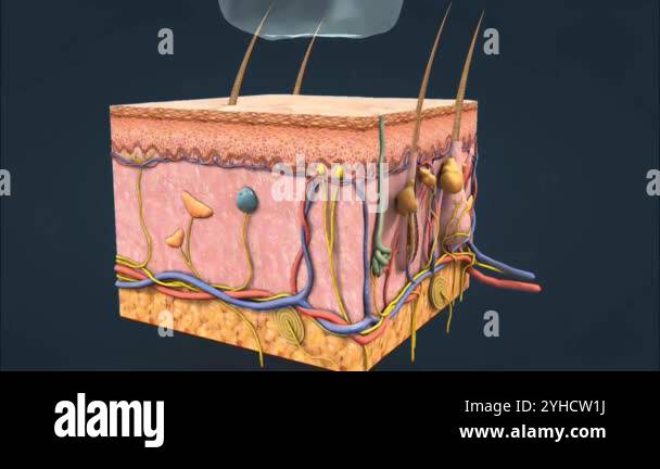 Detection of cold is facilitated by cold thermoreceptors located in the ...