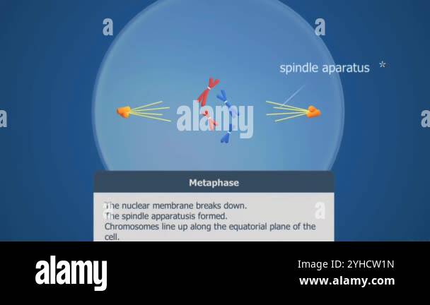 Mitosis is the process of cell division resulting in two identical ...